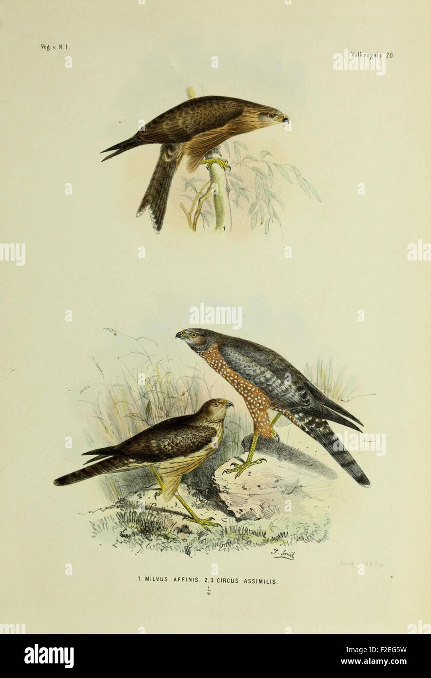 A vintage book documenting birds of the Dutch East Indies (now ...