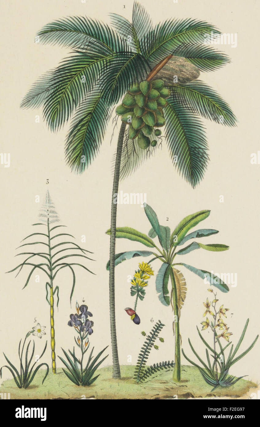 This French-language dictionary presents the definitions, analysis, and ...