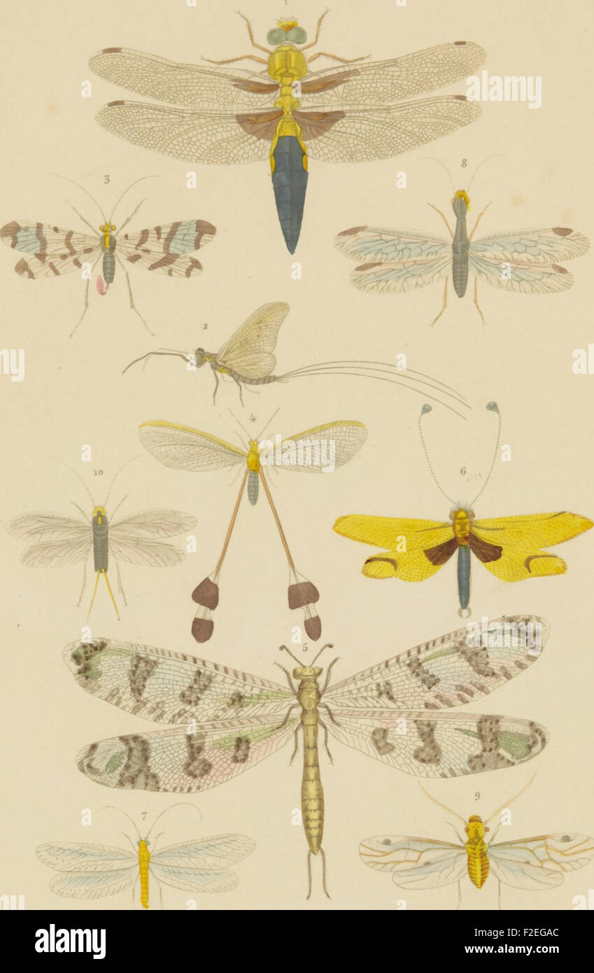 A classical dictionary that defines, analyzes, and traces the history ...