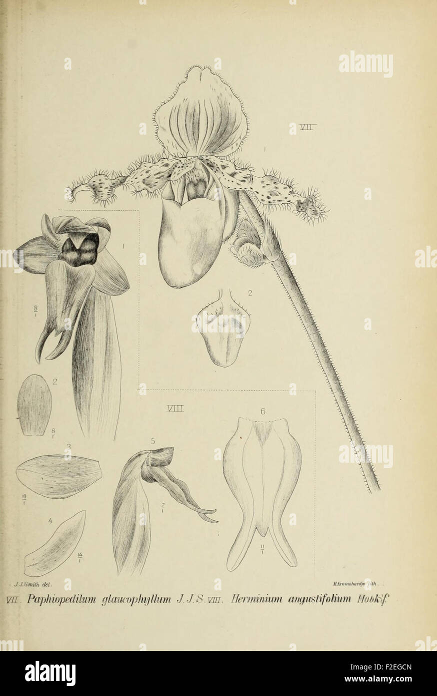 'Die Orchideen von Java' is a botanical work that focuses on the orchid ...