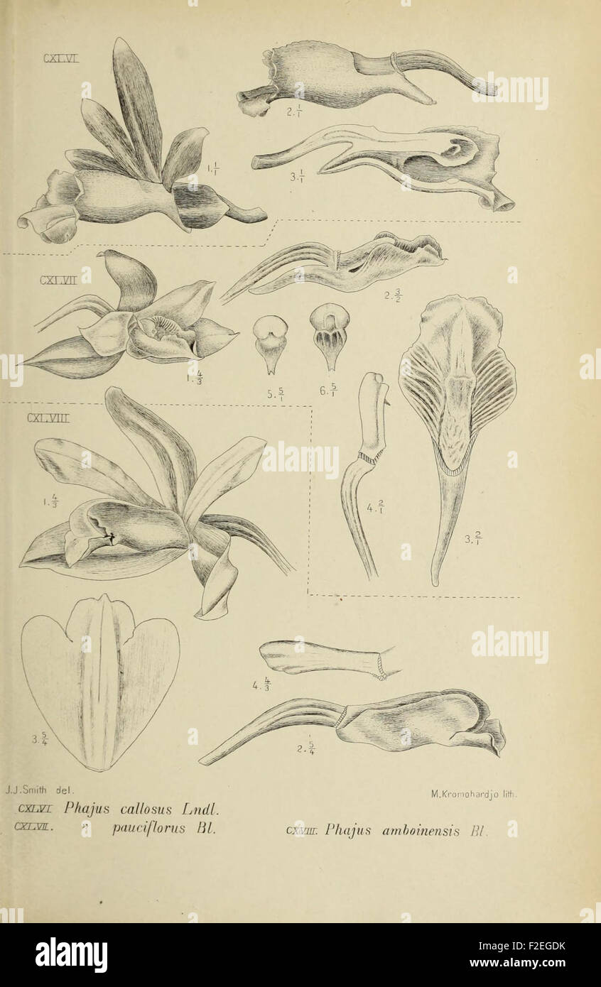 *Die Orchideen von Java* features an illustration of orchids native to ...