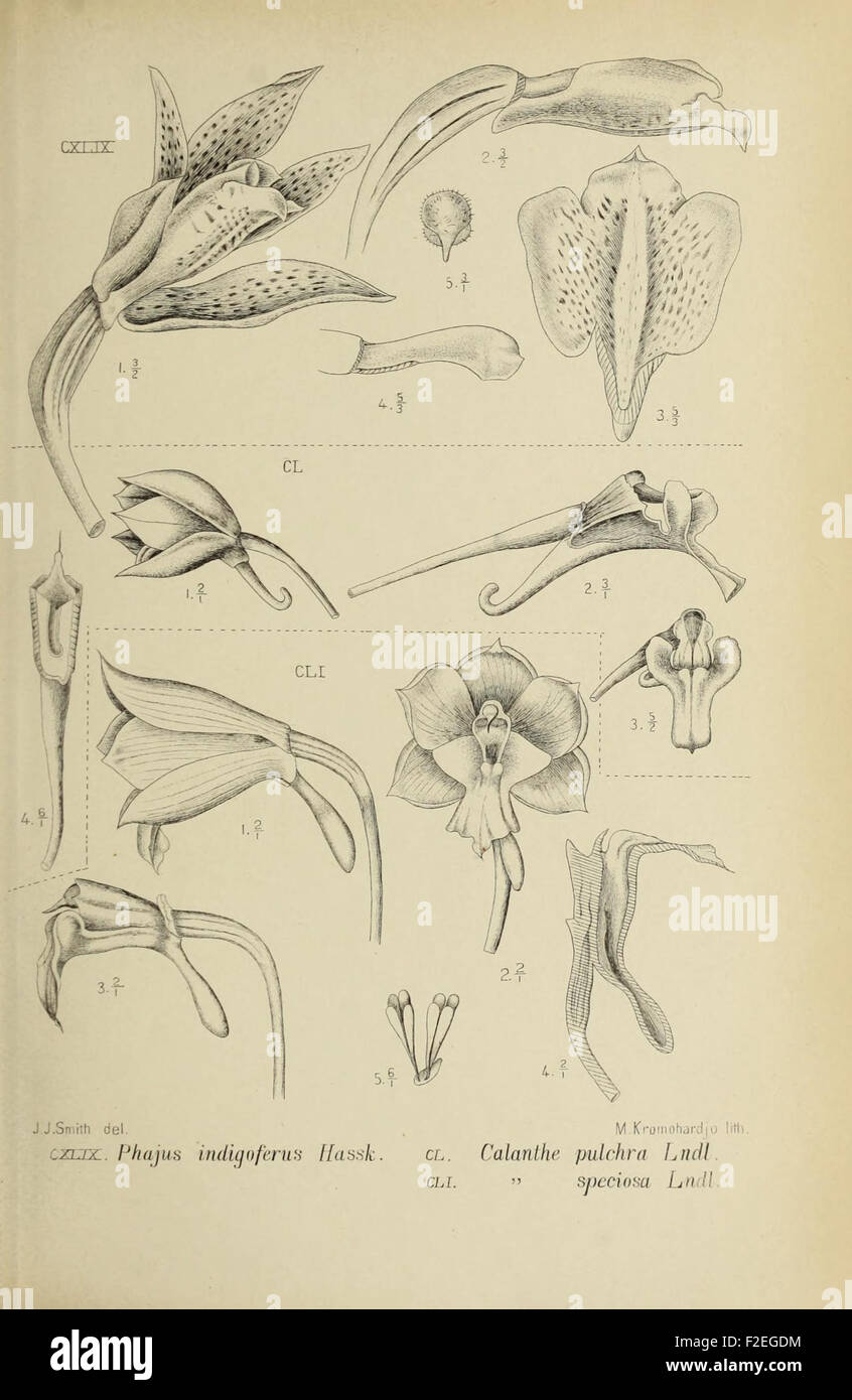Die Orchideen von Java - fig. 1 Stock Photo - Alamy