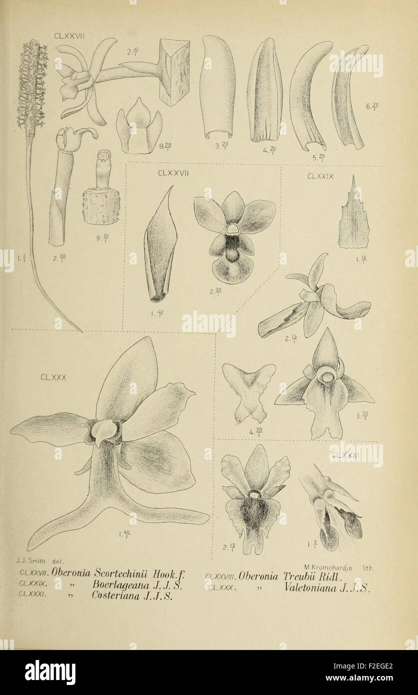 'Die Orchideen von Java' is a botanical work that features ...