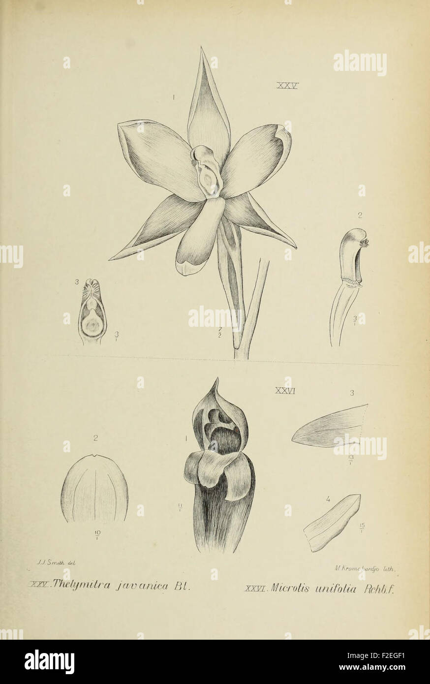 This work features illustrations of the orchids native to Java ...