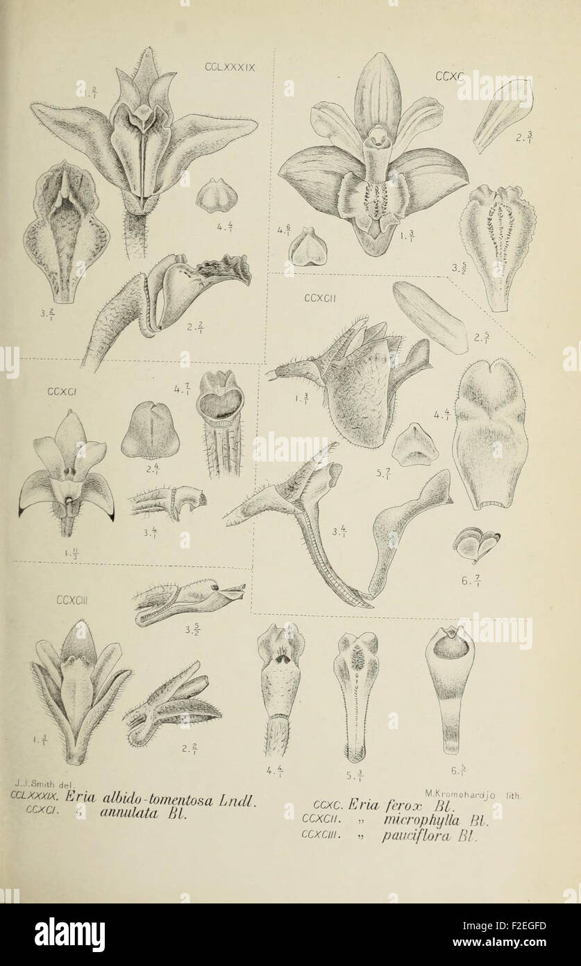 This botanical work features an illustration of orchids from Java ...