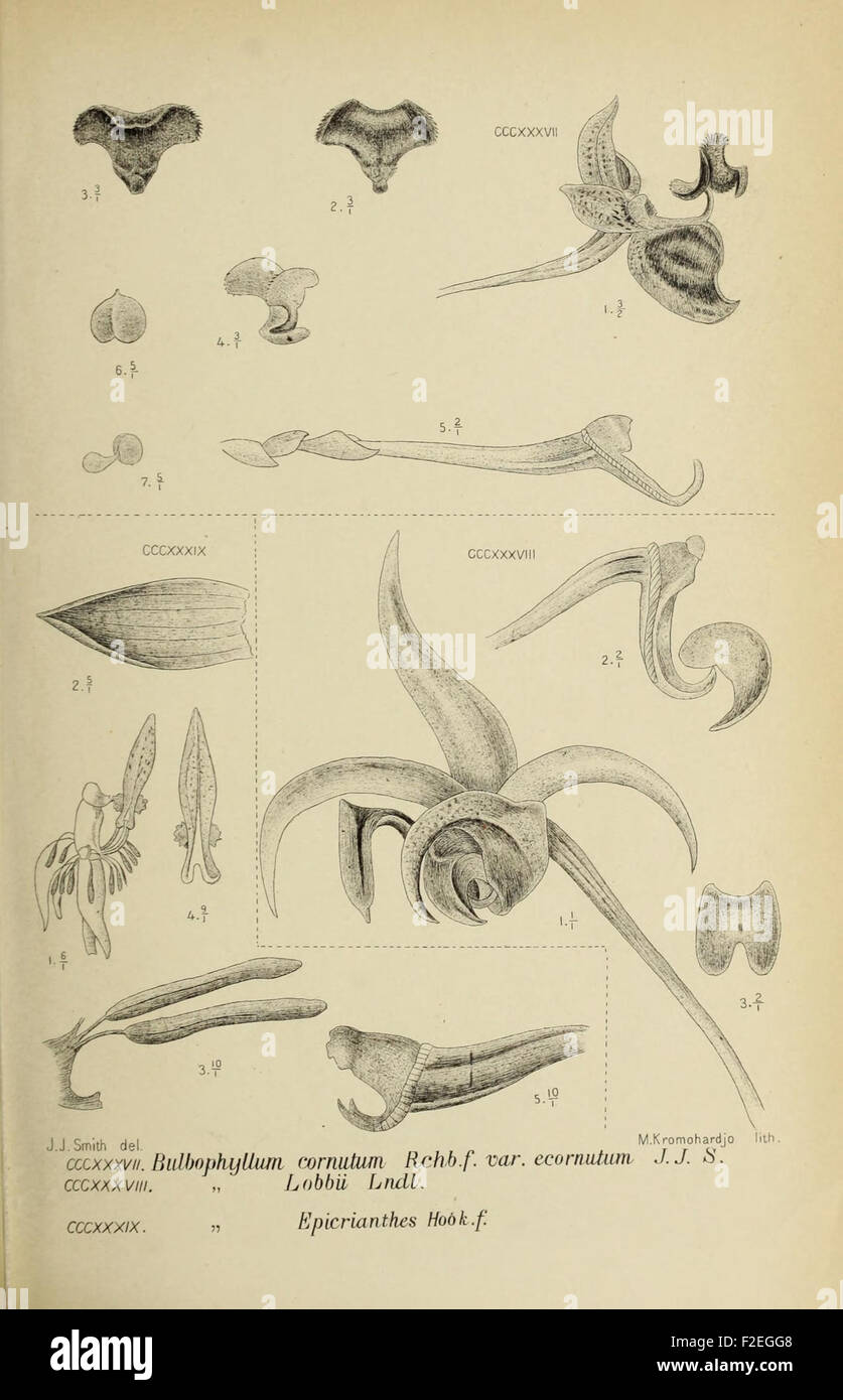This illustration of orchids from Java showcases various orchid species ...