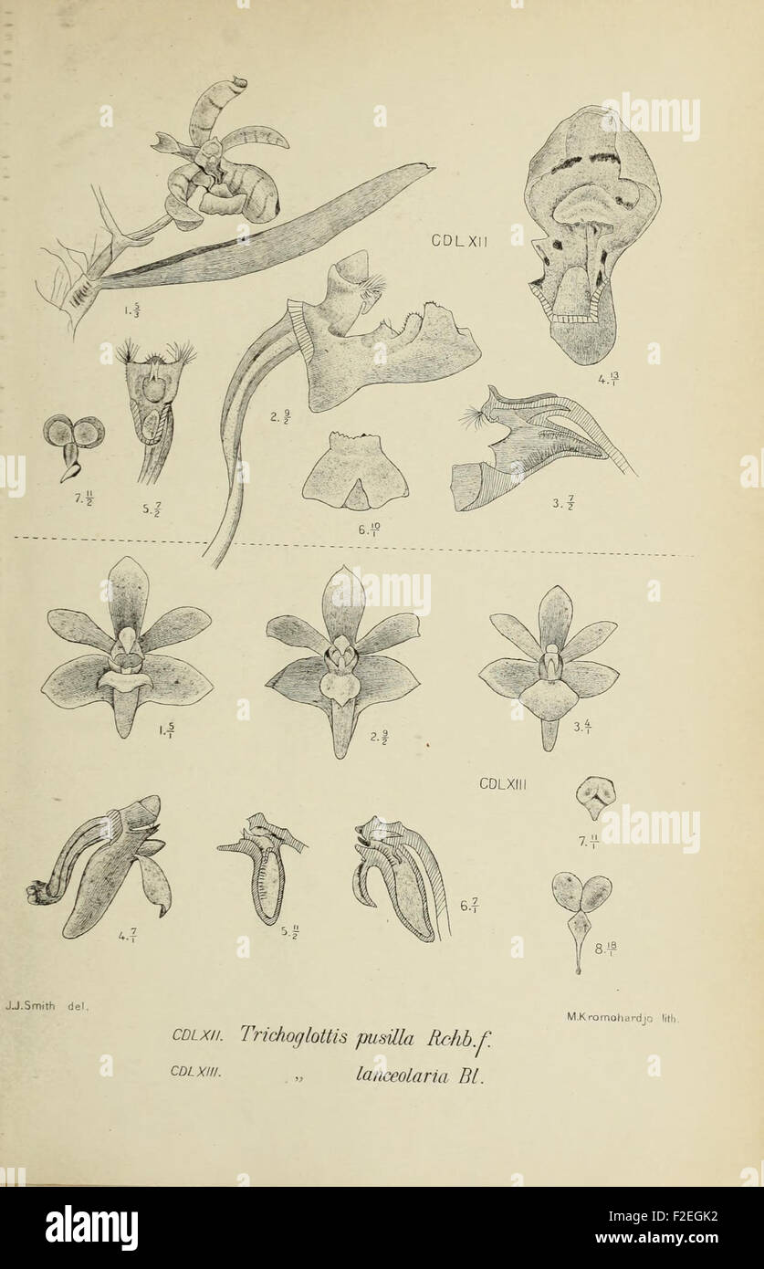 A botanical work on the orchids of Java, featuring a detailed ...