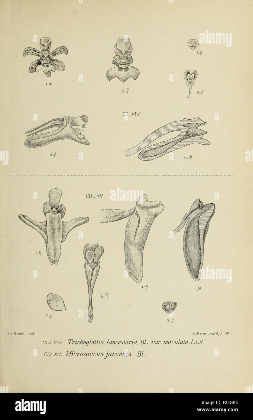 *Die Orchideen von Java* illustrates and describes various orchid ...