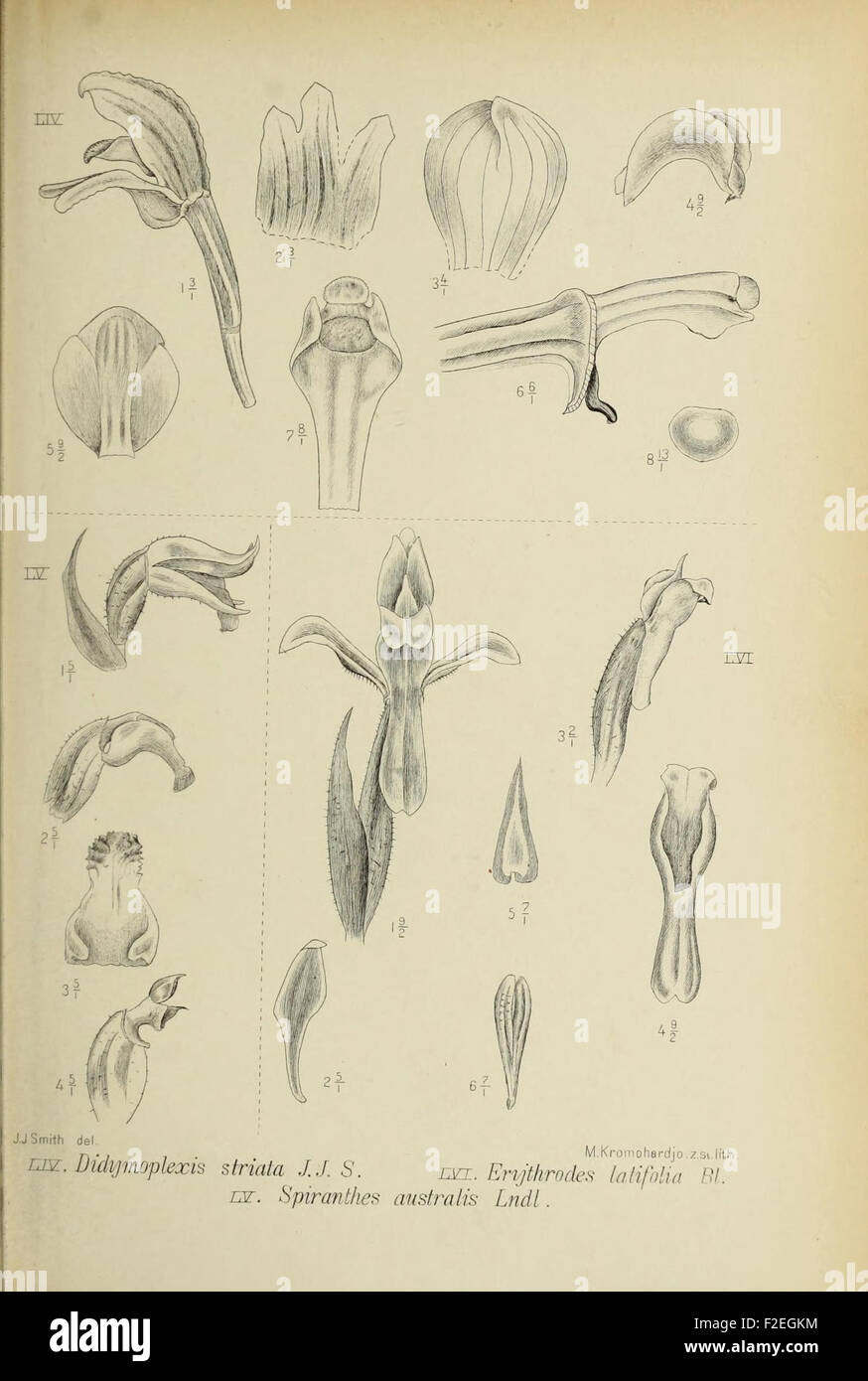 *Die Orchideen von Java* is a detailed work on the orchids of Java ...