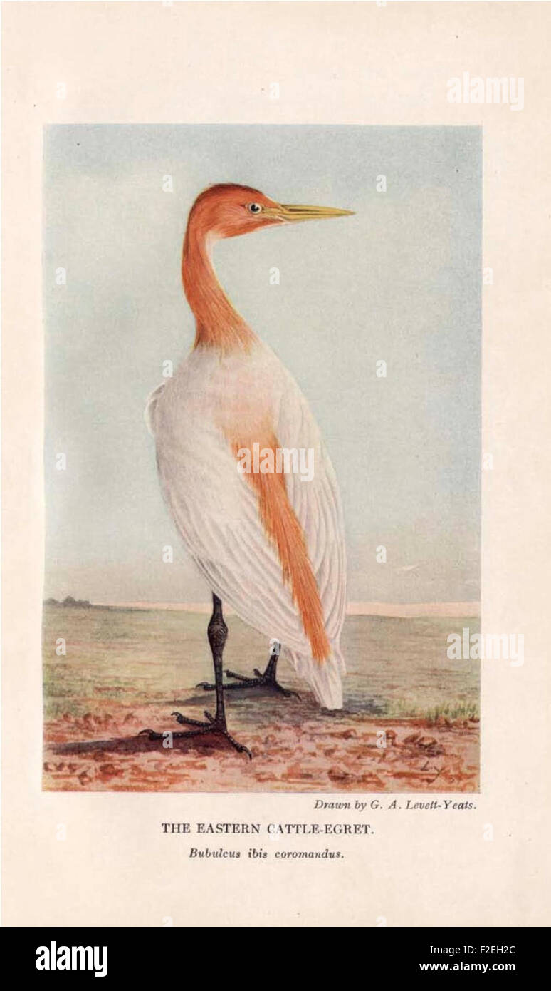 The Eastern Cattle Egret (Bubulcus ibis coromandus) is depicted in this ...