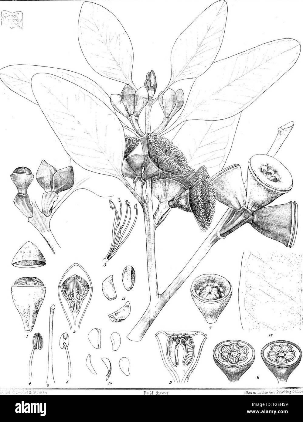 *Eucalyptographia* (1879) is a comprehensive botanical atlas describing ...