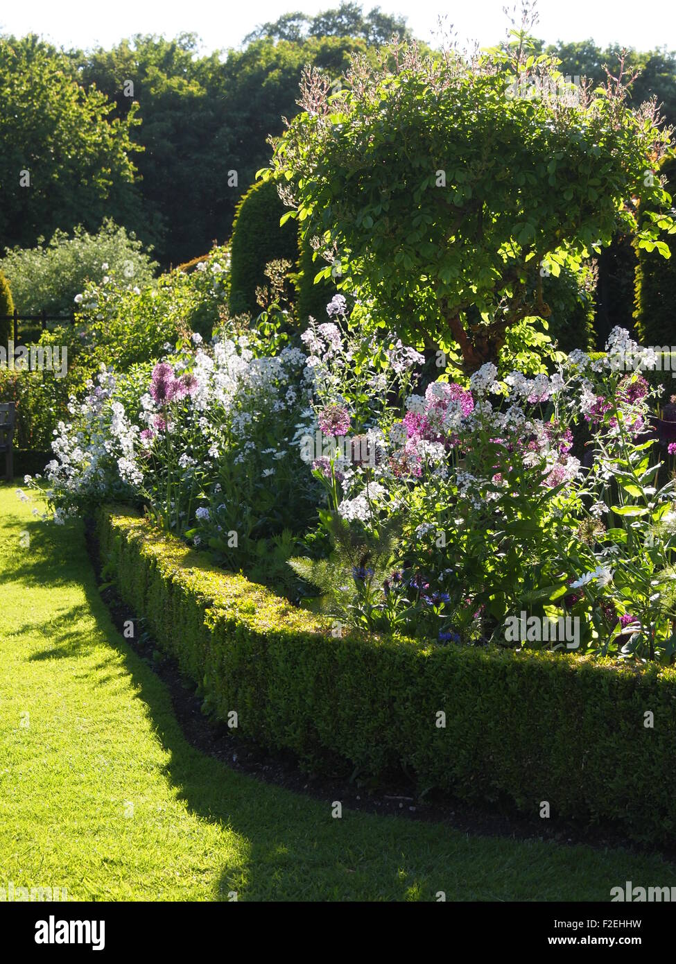Chenies manor flower border in early summer; sweet rocket flowers in ...