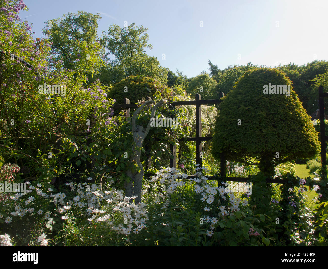 Statue reaching up through sweet rocket in a corner of Chenies Manor ...