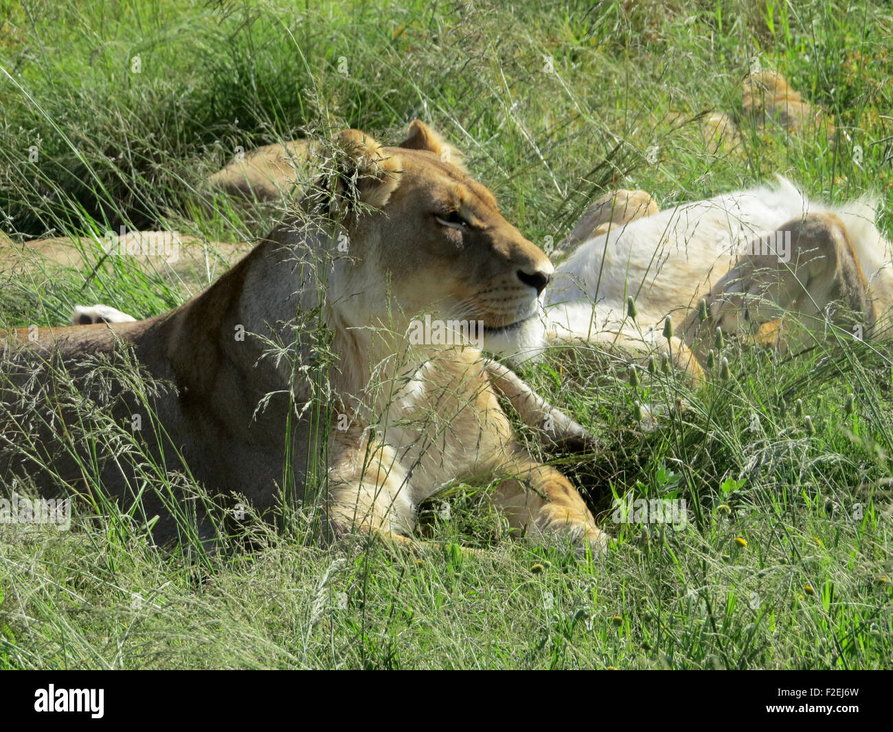 Moreson hi-res stock photography and images - Alamy