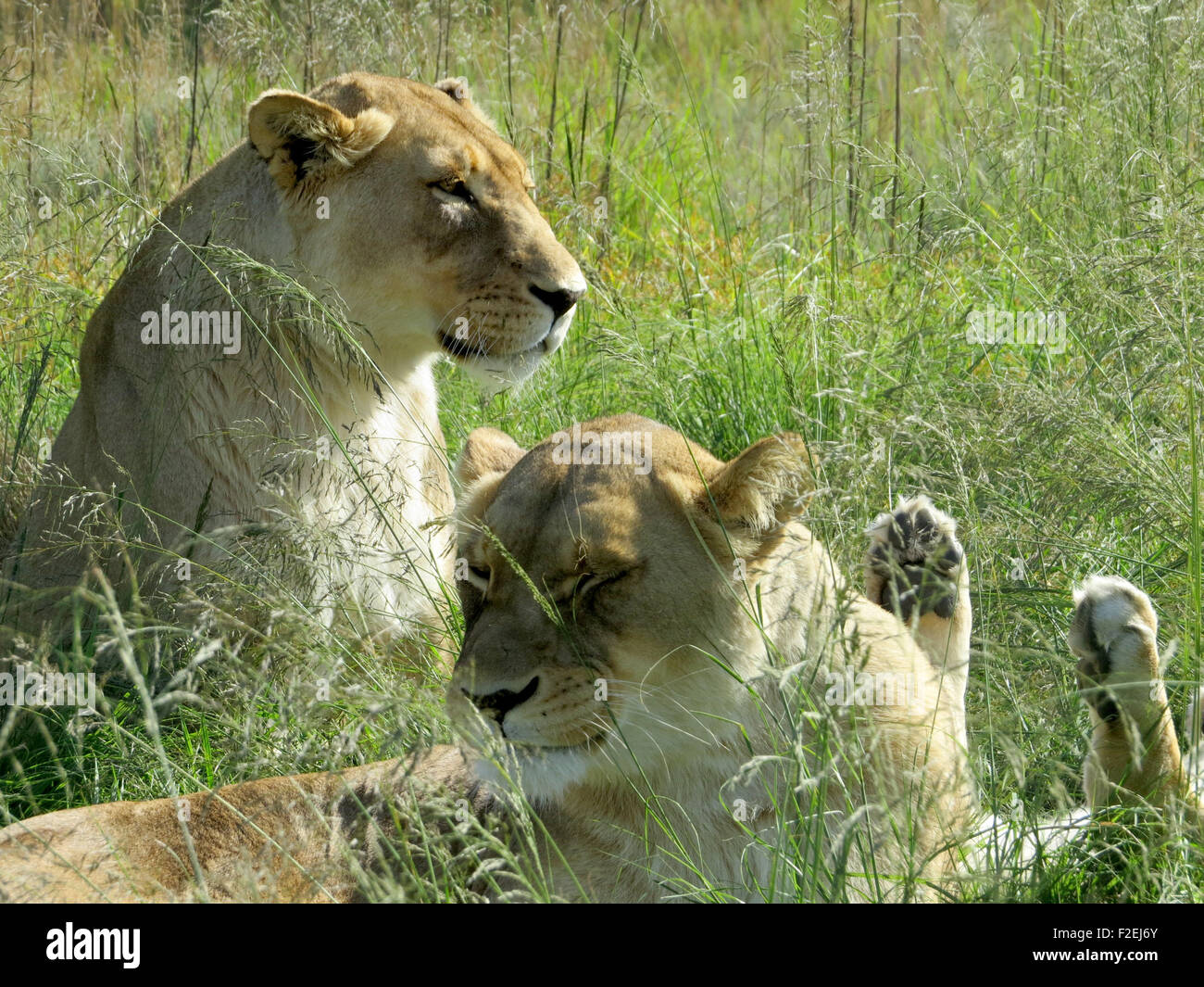 Lions are seen at the Moreson Ranch, a lion breeding ranch in Vrede ...
