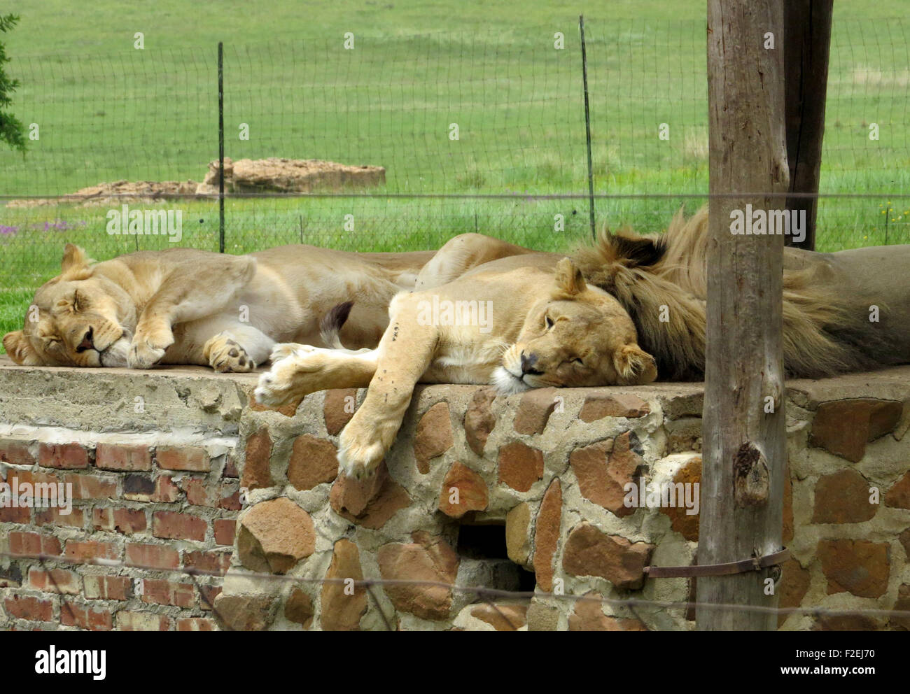 Lions are seen at the Moreson Ranch, a lion breeding ranch in Vrede ...