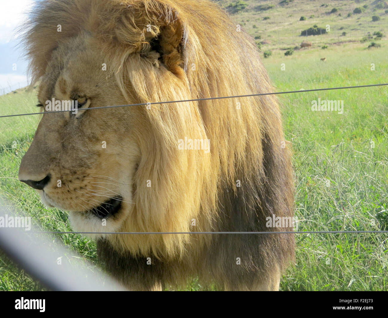 A lion is seen at the Moreson Ranch, a lion breeding ranch in Vrede ...