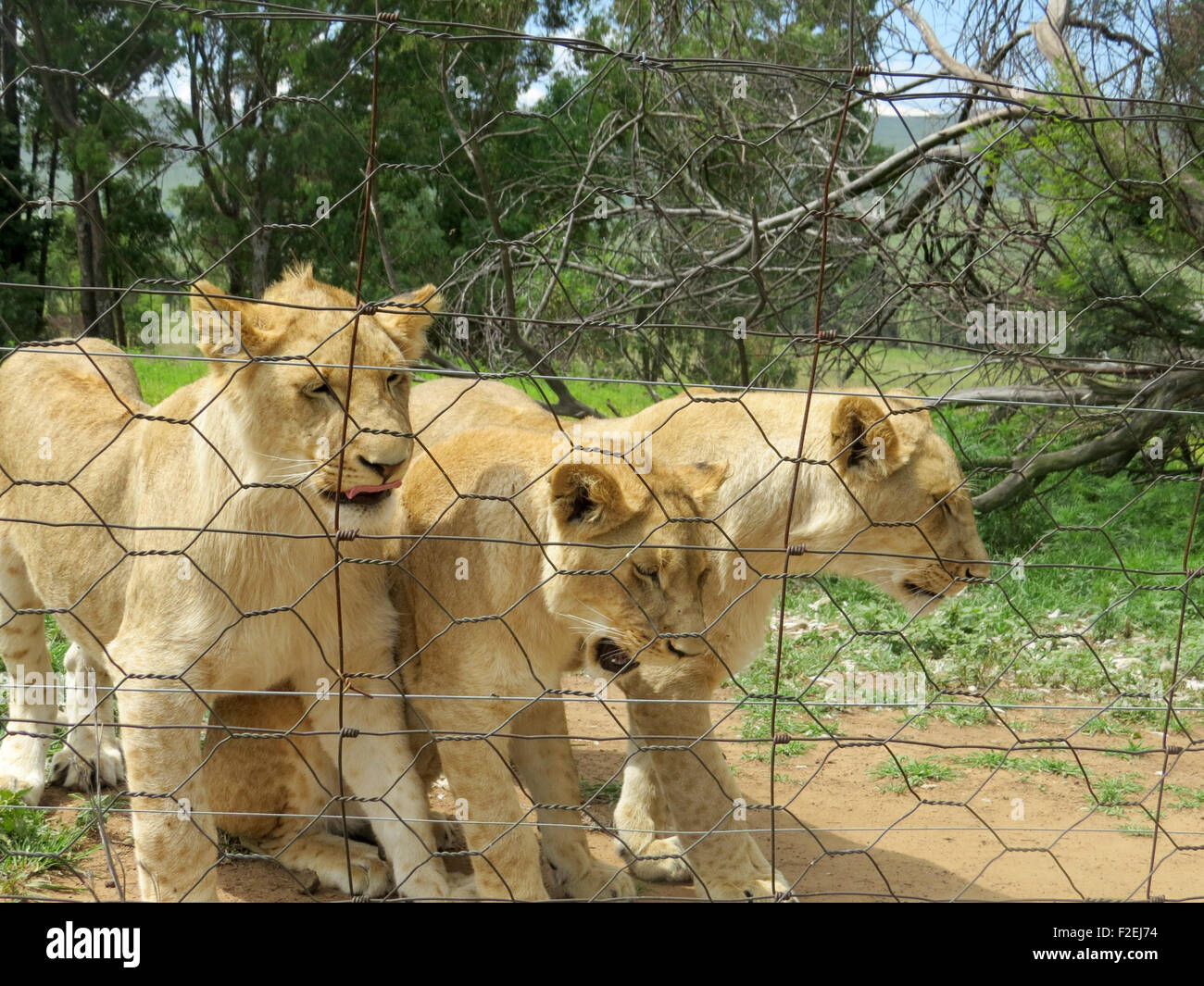 Lions are seen at the Moreson Ranch, a lion breeding ranch in Vrede ...