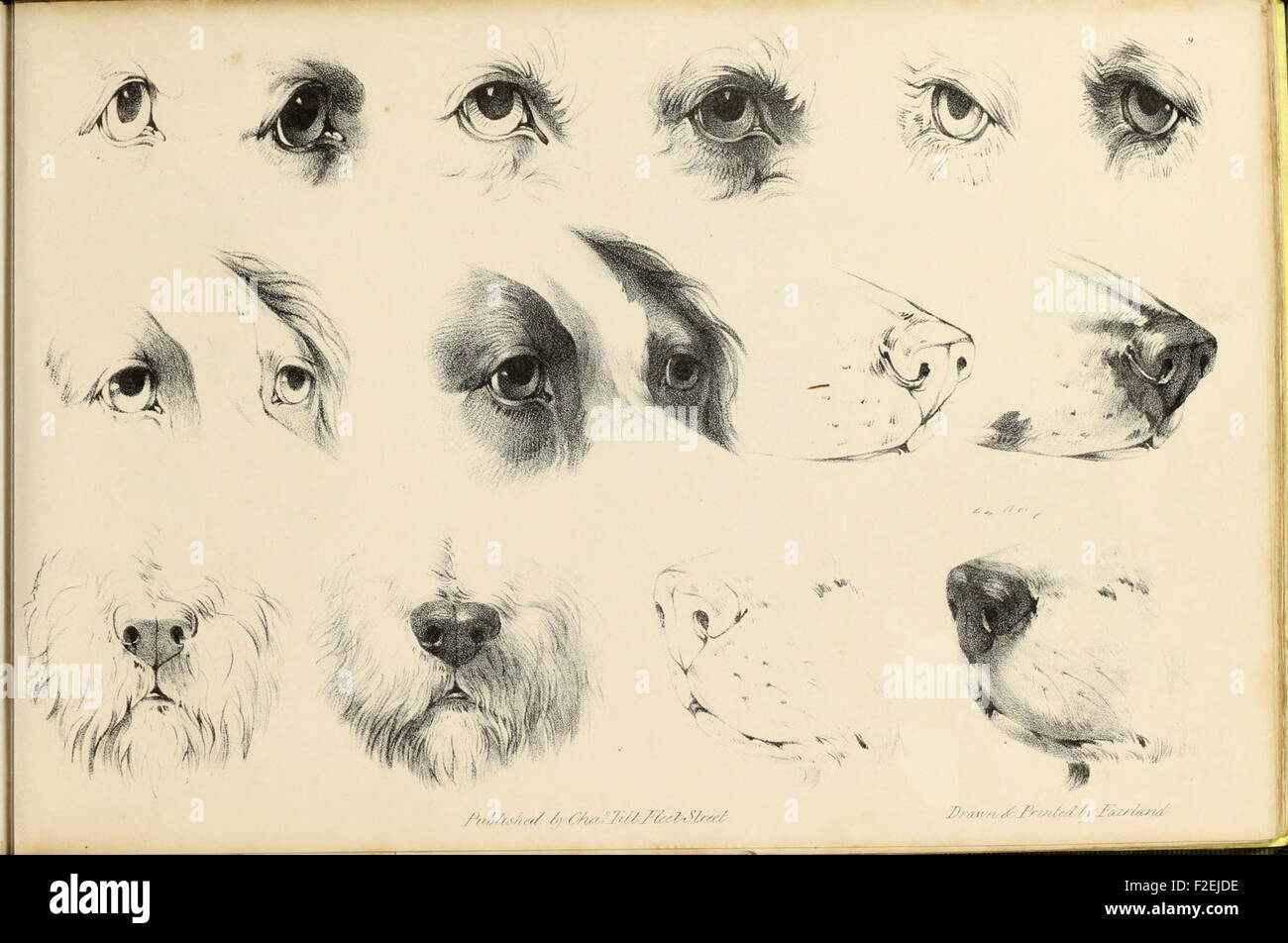 *Fairland's Juvenile Artist* (1838) offers easy drawing lessons for ...