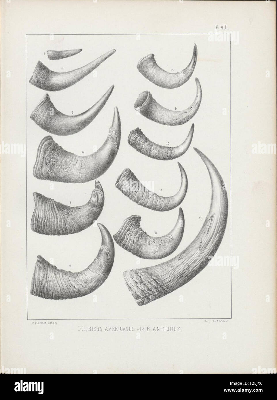 Cover image from BioDivLibrary collection on Flickr, showcasing vintage ...