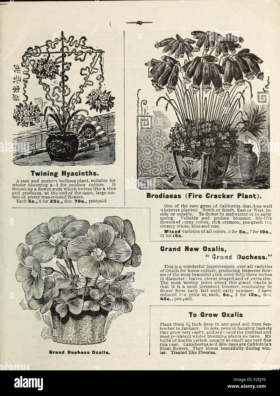 This catalog presents various flower species, along with detailed ...