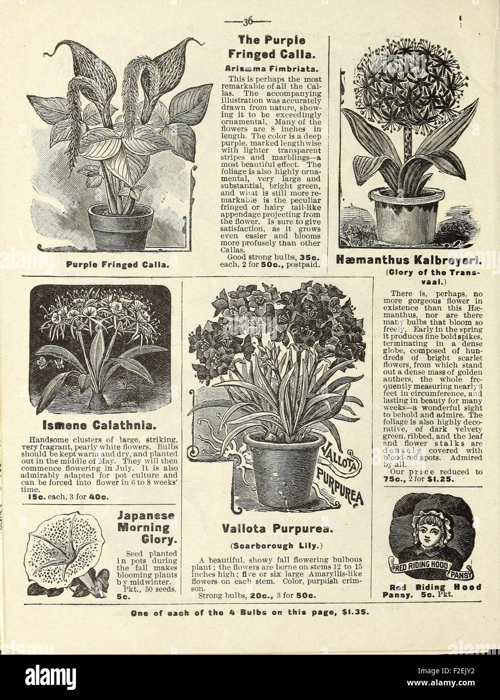A catalog of flowers from the Miss Mary E. Martin firm, providing ...