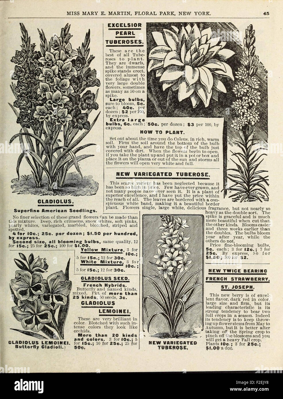 This vintage catalog showcases a variety of flowers, with detailed ...
