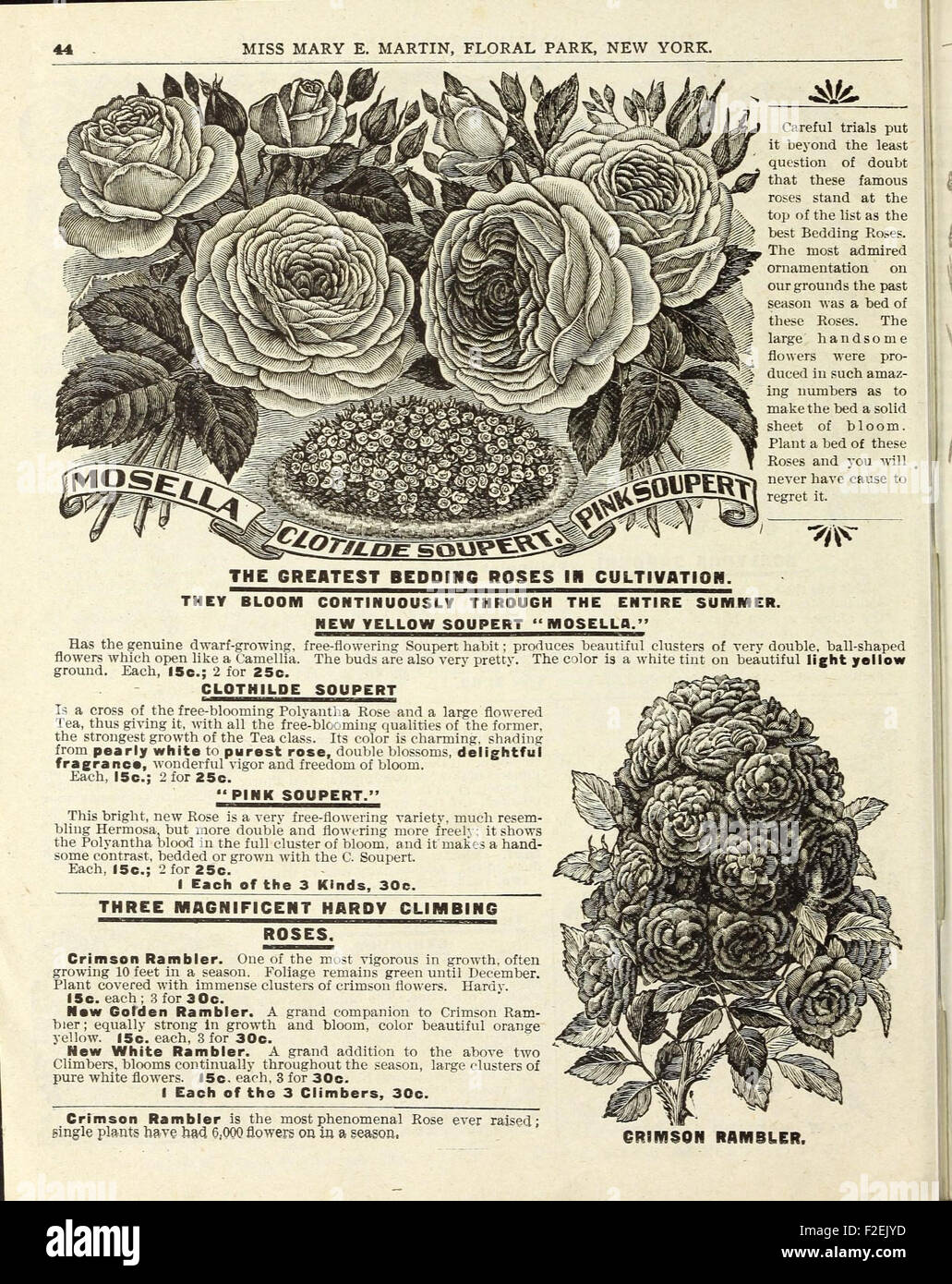 *Flowers* by Miss Mary E. Martin is a horticultural catalog offering ...