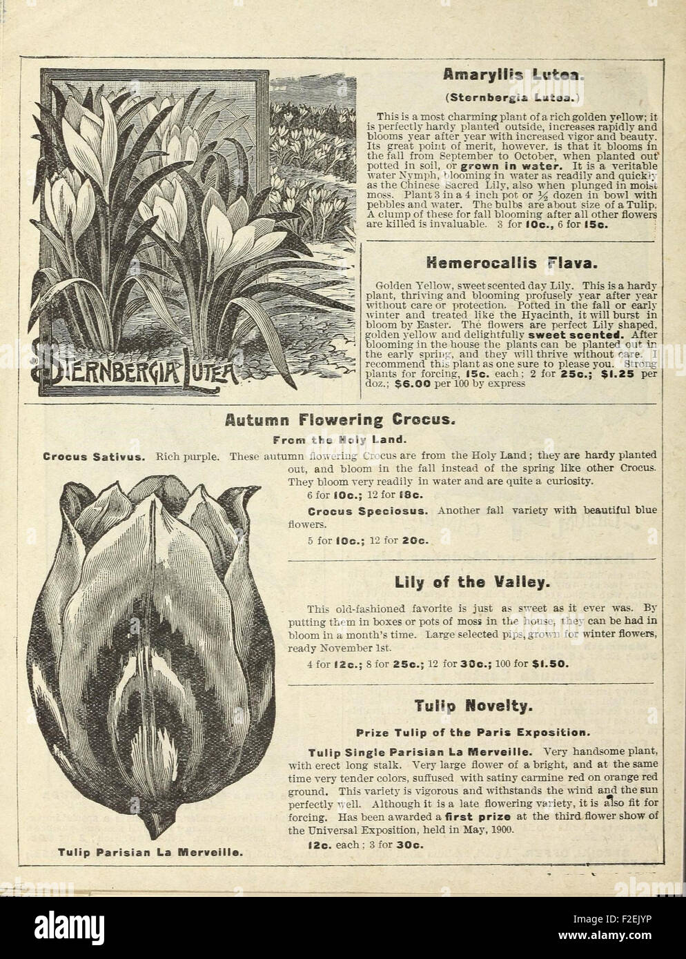 *Flowers* catalogs various flower species, seeds, and horticultural ...