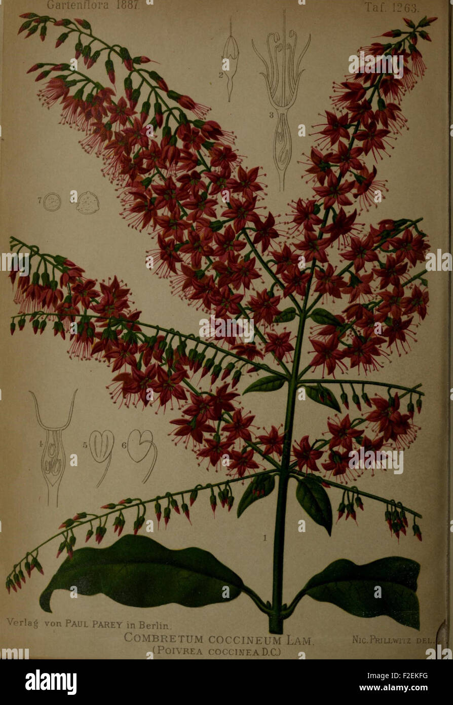 'Gartenflora' is a botanical periodical documenting various species and ...