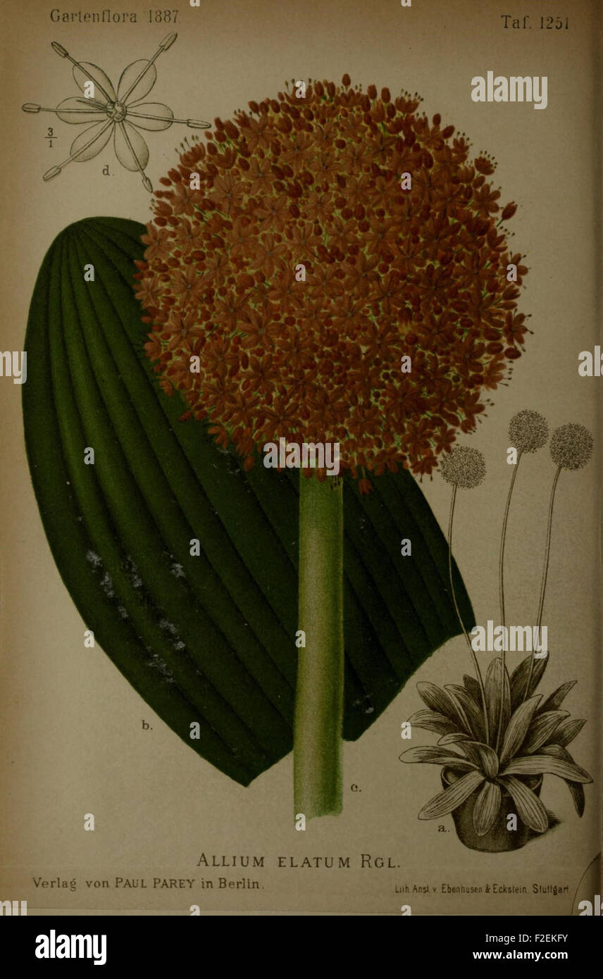 'Gartenflora' is a vintage botanical work housed in the Harvard ...