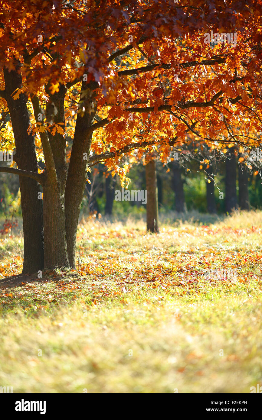 oak tree in autumn, nature Stock Photo - Alamy