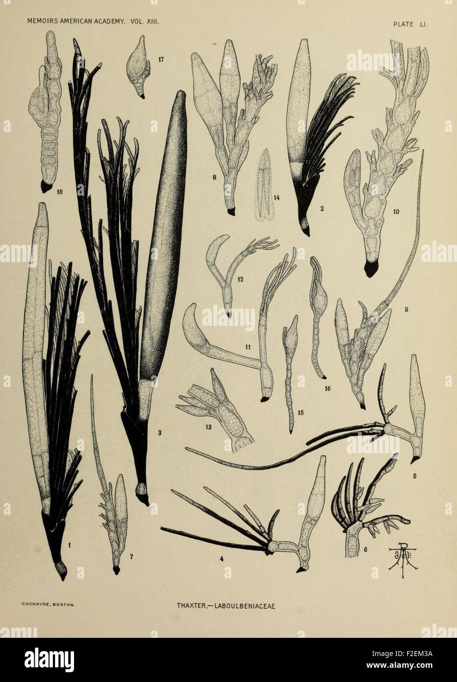 A series of historical botanical studies published by Harvard ...