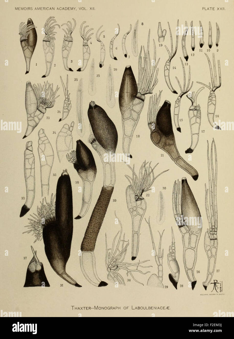 This collection from Harvard University documents detailed botanical ...