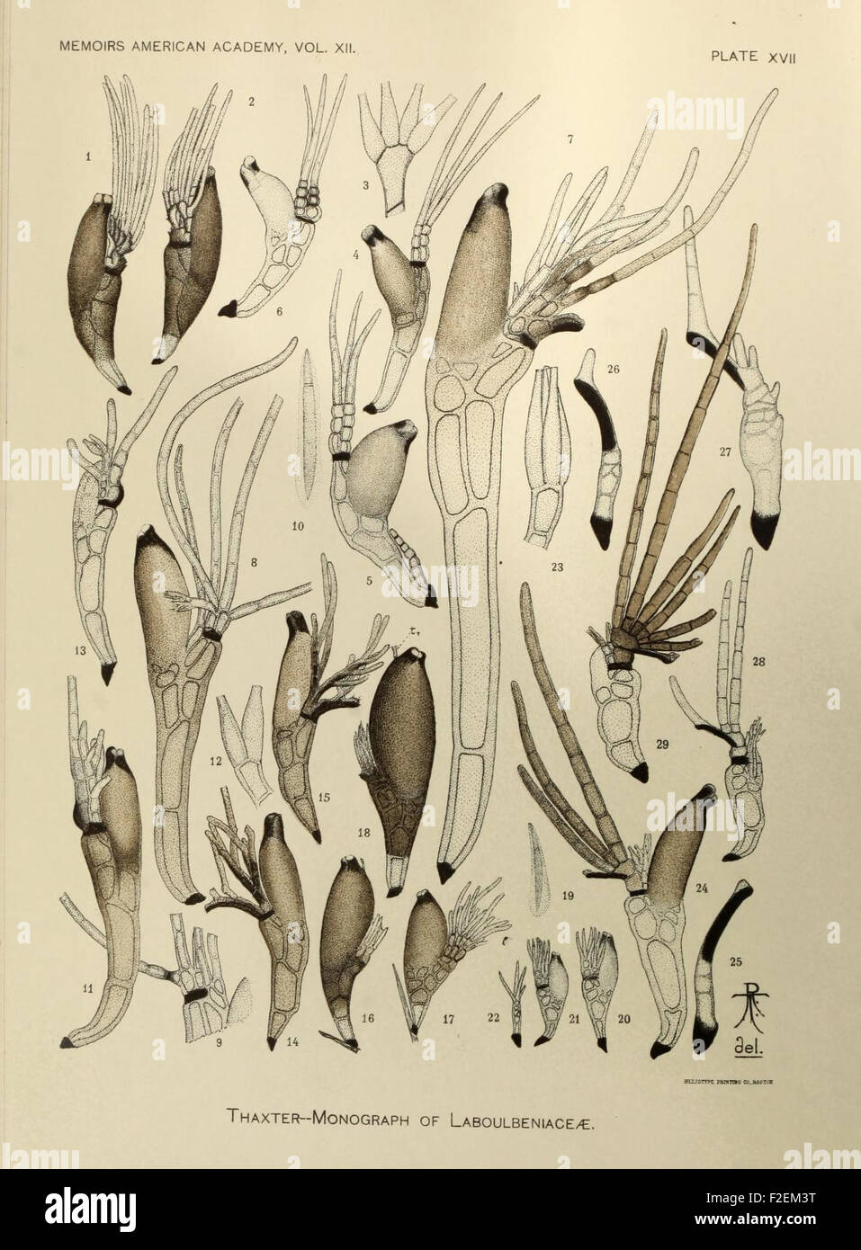 This collection of Harvard University botanical memoirs presents ...