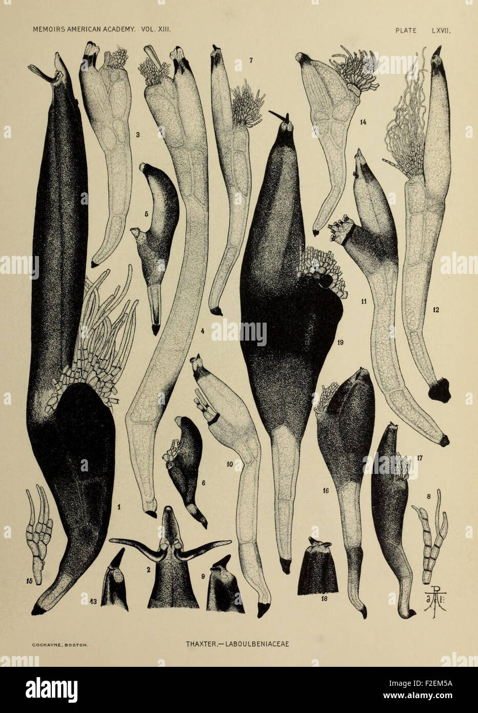 This collection of botanical memoirs from Harvard University showcases ...