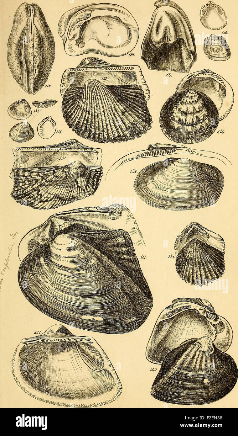 This 1842 manual serves as a guide to the study and classification of ...