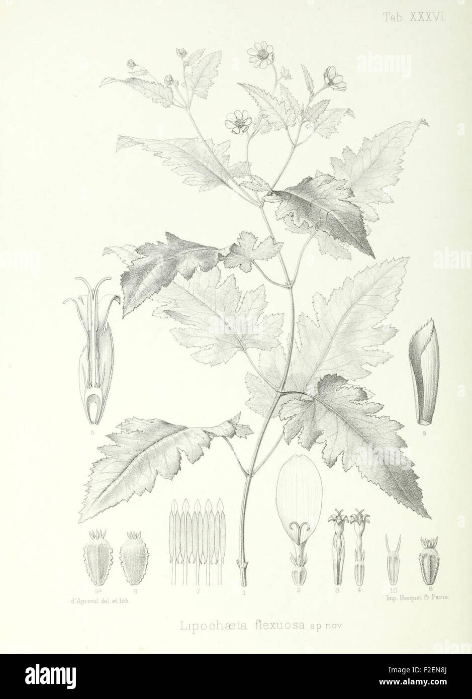 A botanical work focusing on the flora of the Pacific Islands ...