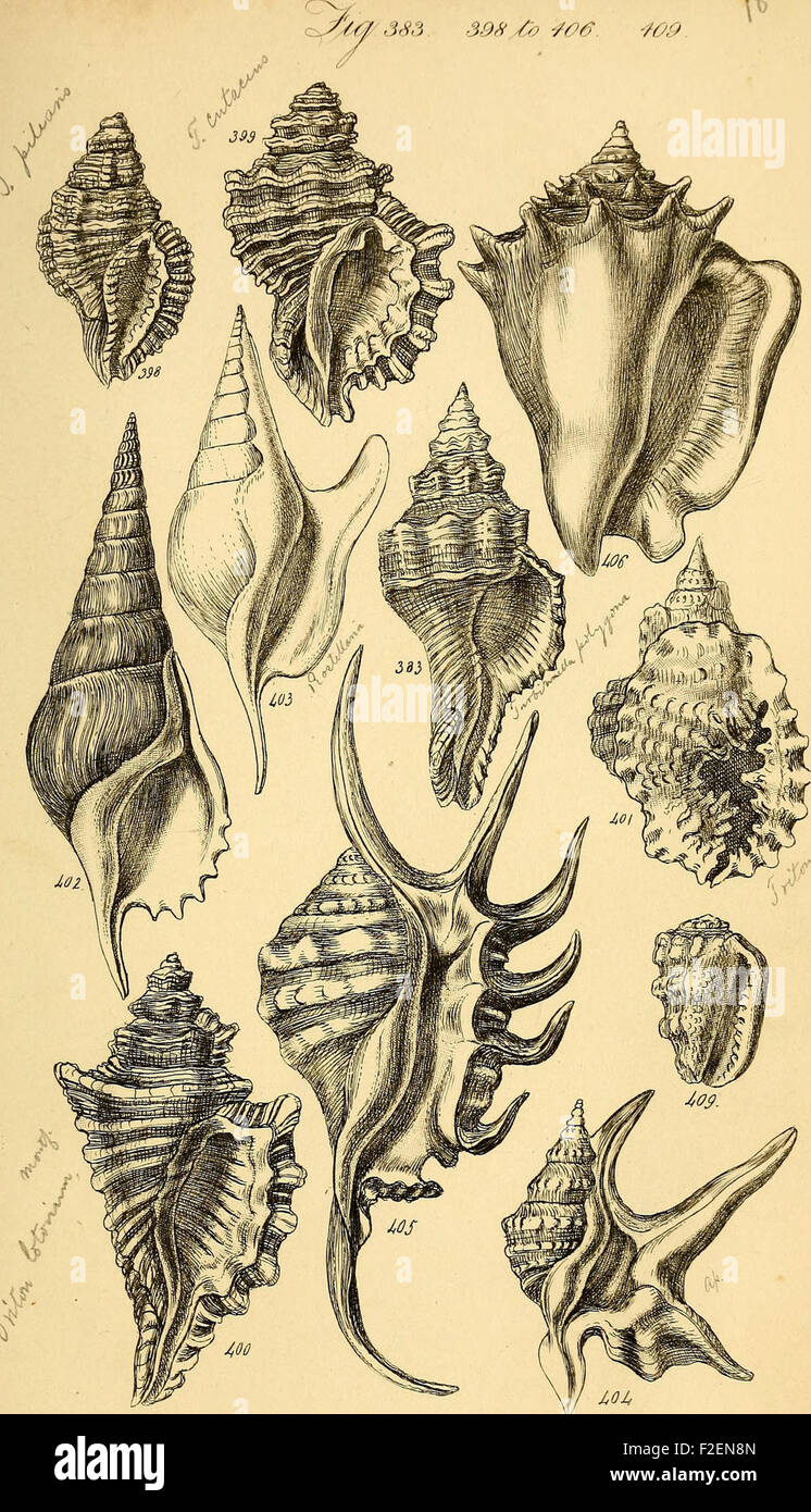'A Conchological Manual' (1842) is a comprehensive guide on the ...
