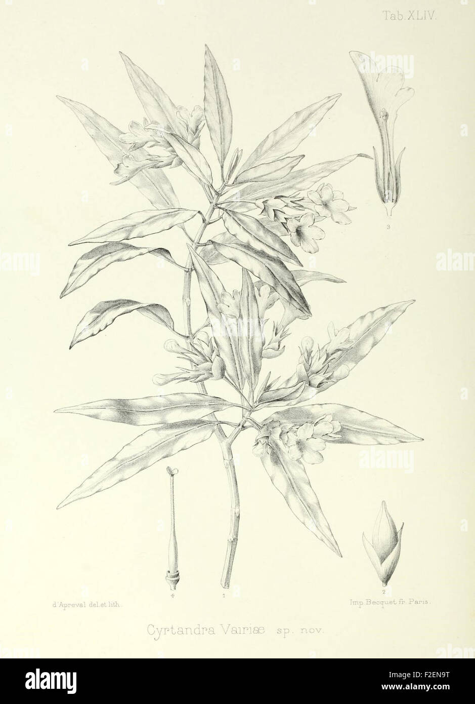 This work illustrates the plant species found on the islands of the ...