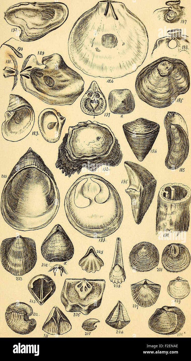 This 1842 conchological manual provides detailed descriptions and ...