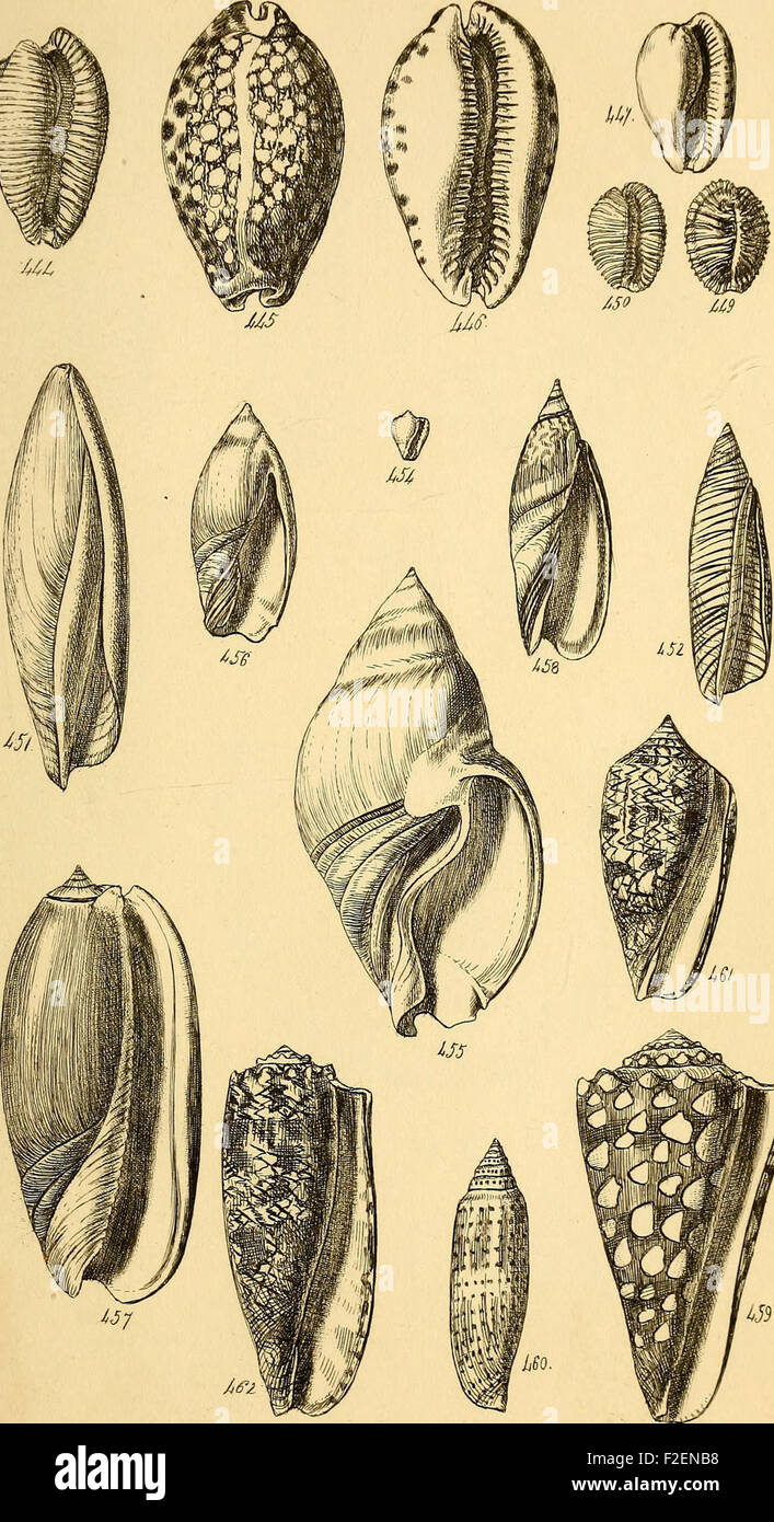 'A Conchological Manual' (1842) offers a comprehensive guide to the ...