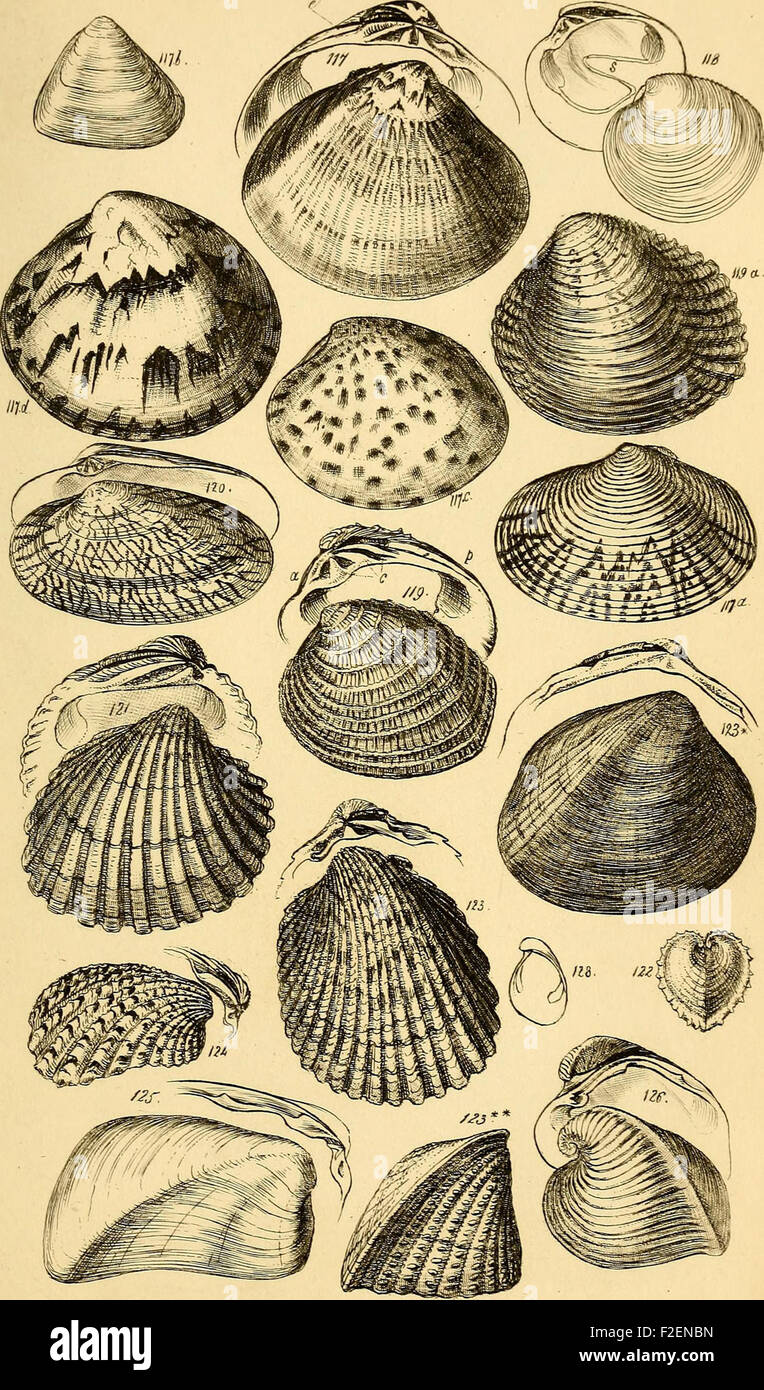 'A Conchological Manual' (1842) is a guide to the study of shells ...
