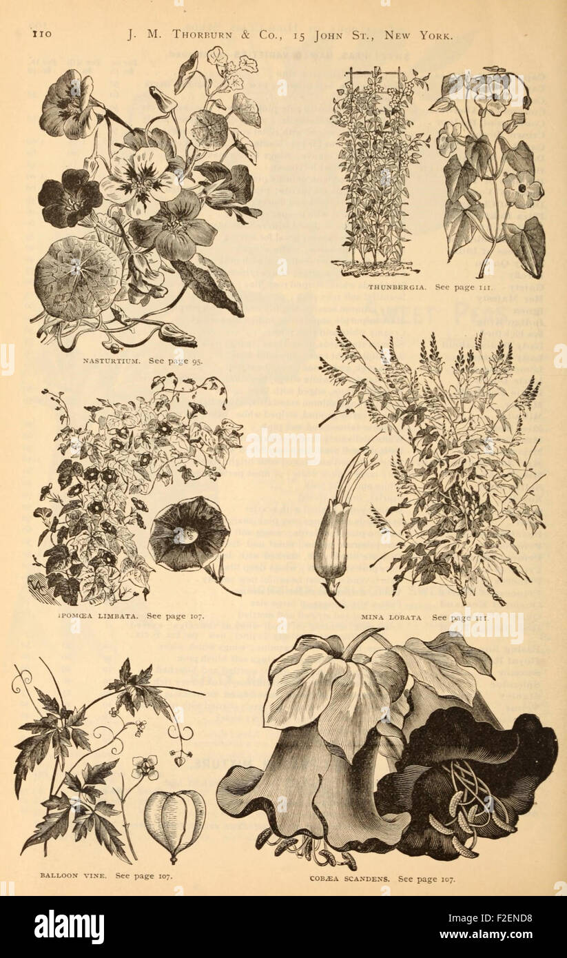 This annual catalog from J.M. Thorburn and Co. provides detailed ...