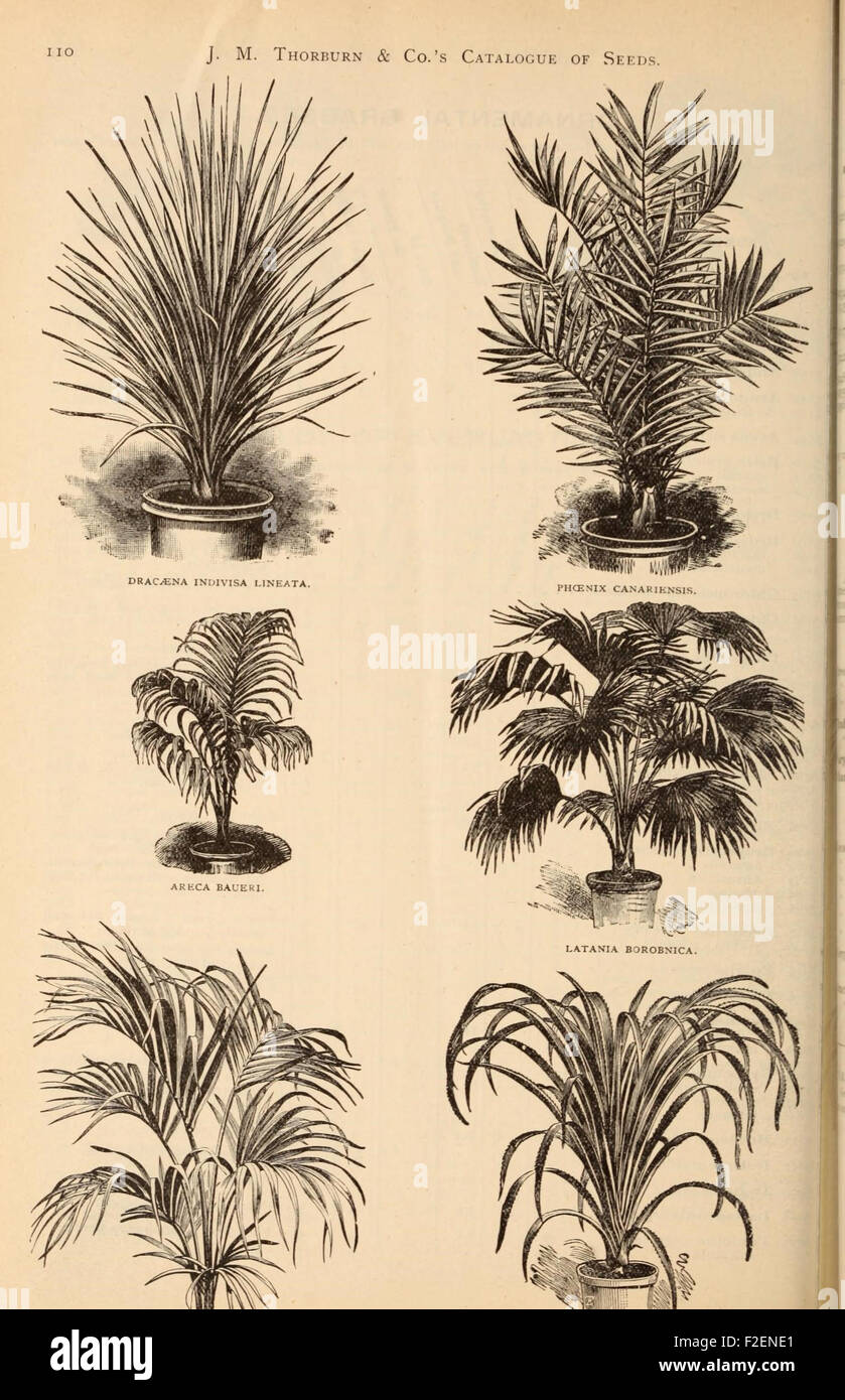 Vintage flower bulb catalog hi-res stock photography and images - Alamy