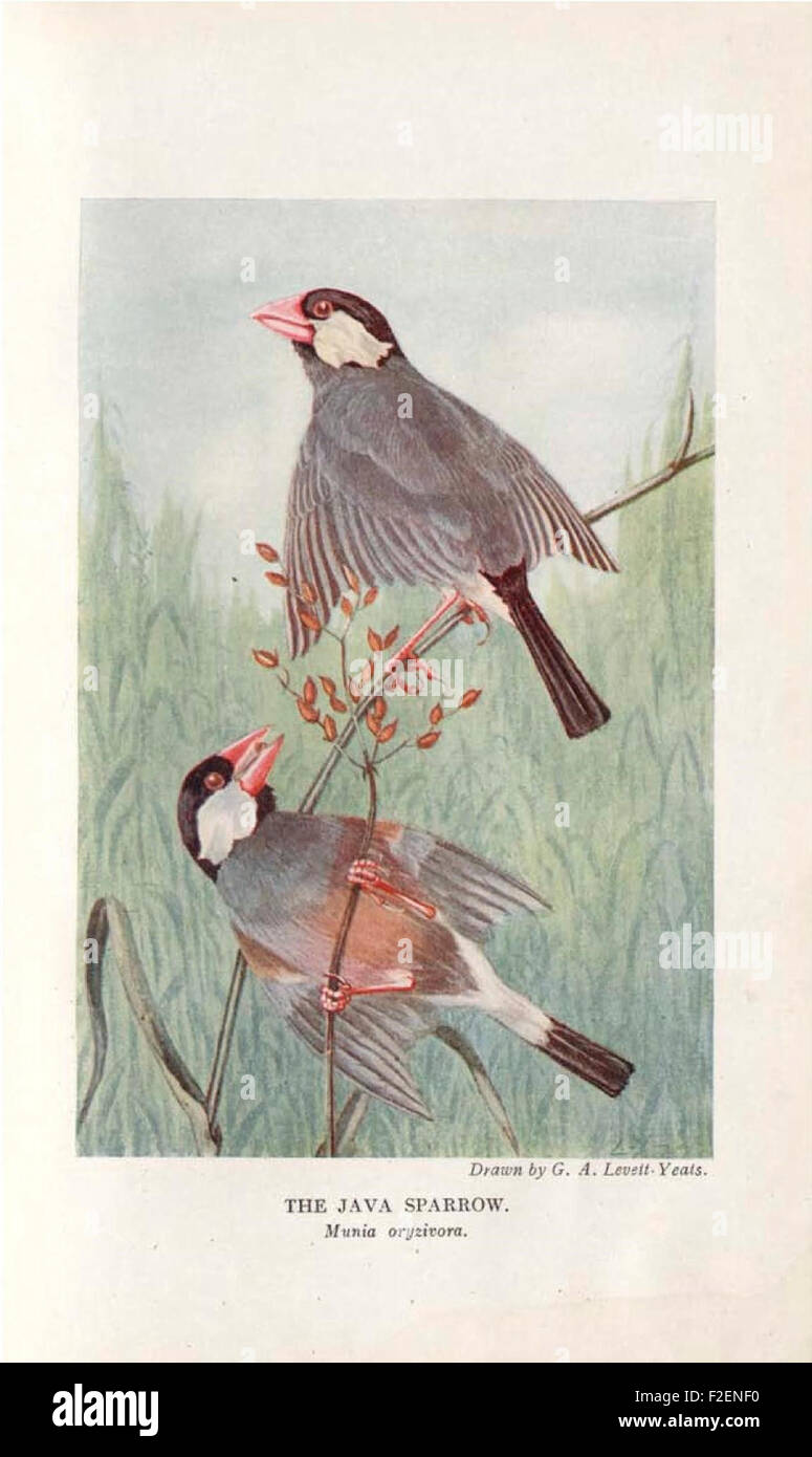 This illustration of the Java sparrow, *Lonchura oryzivora*, from *The ...