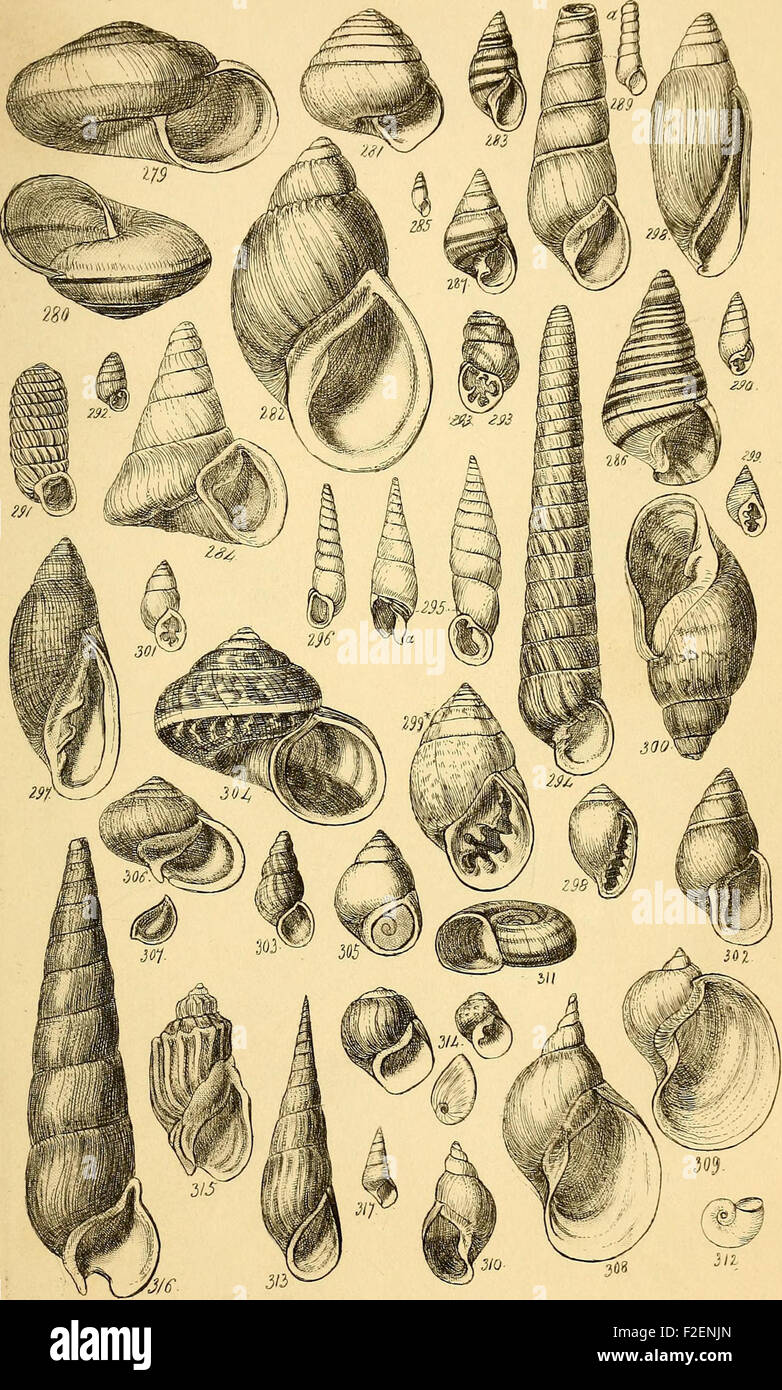 A conchological manual from 1842, detailing the study of shells and ...