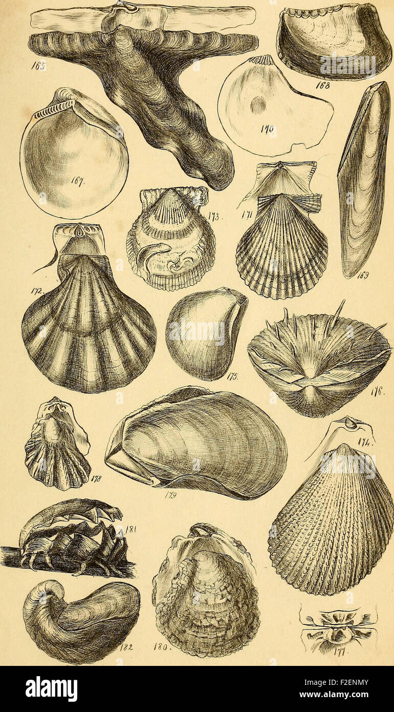 This 1842 conchological manual provides detailed descriptions and ...