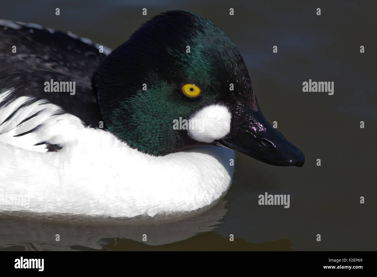 American Goldeneye (Bucephala clangula americana). Male or drake. This ...