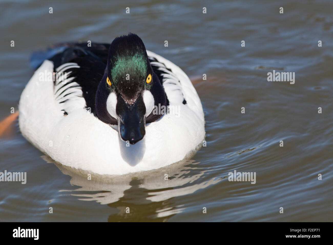 American Goldeneye (Bucephala clangula americana). Male or drake. This ...